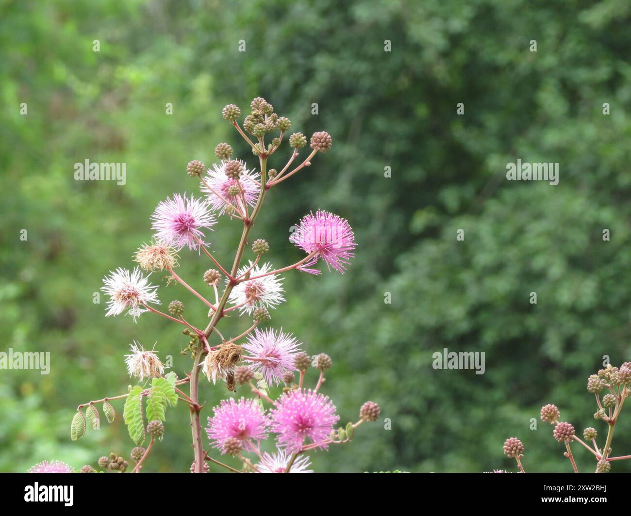 sensitive plants (Mimosa) Plantae Stock Photo - Alamy