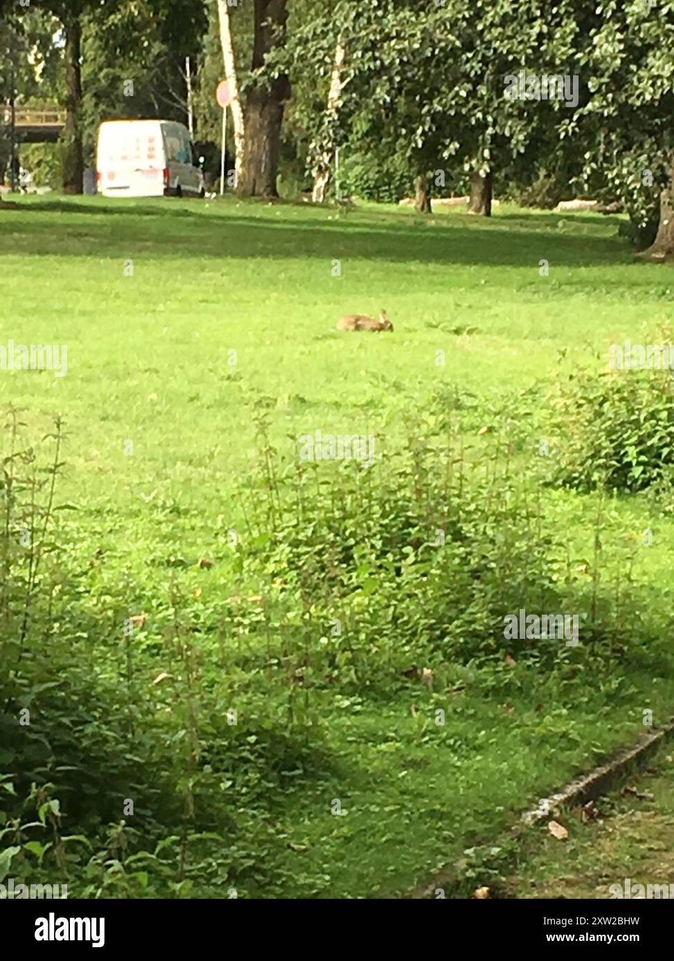 European Rabbit (Oryctolagus cuniculus) Mammalia Stock Photo - Alamy