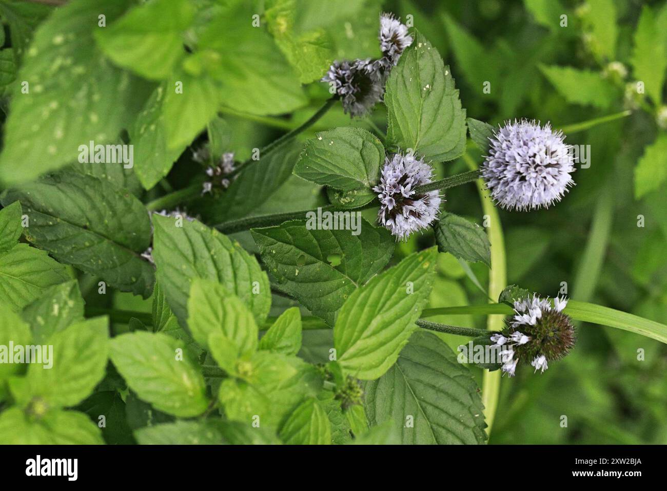 watermint (Mentha aquatica) Plantae Stock Photo - Alamy