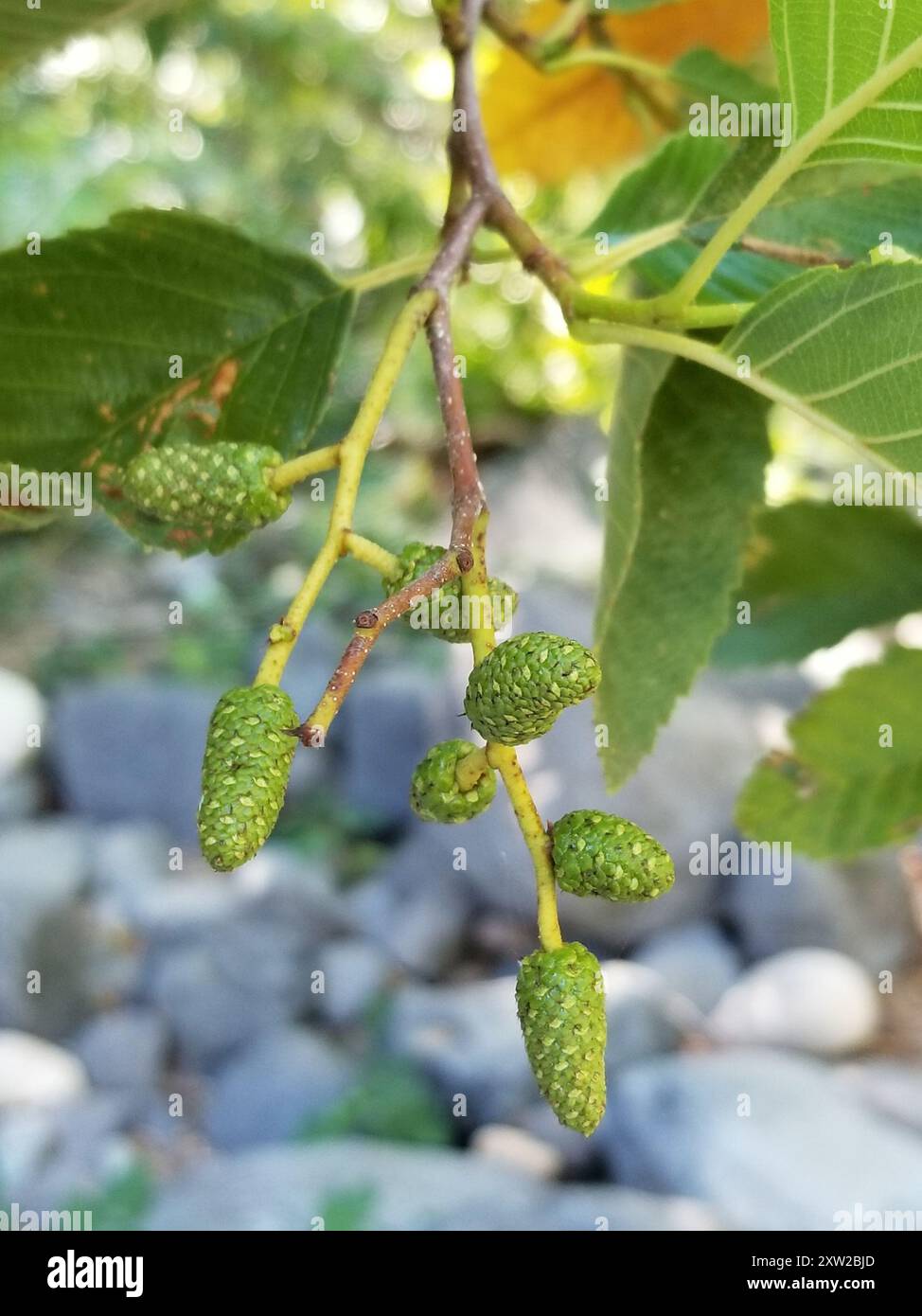 Arizona alder (Alnus oblongifolia) Plantae Stock Photo - Alamy