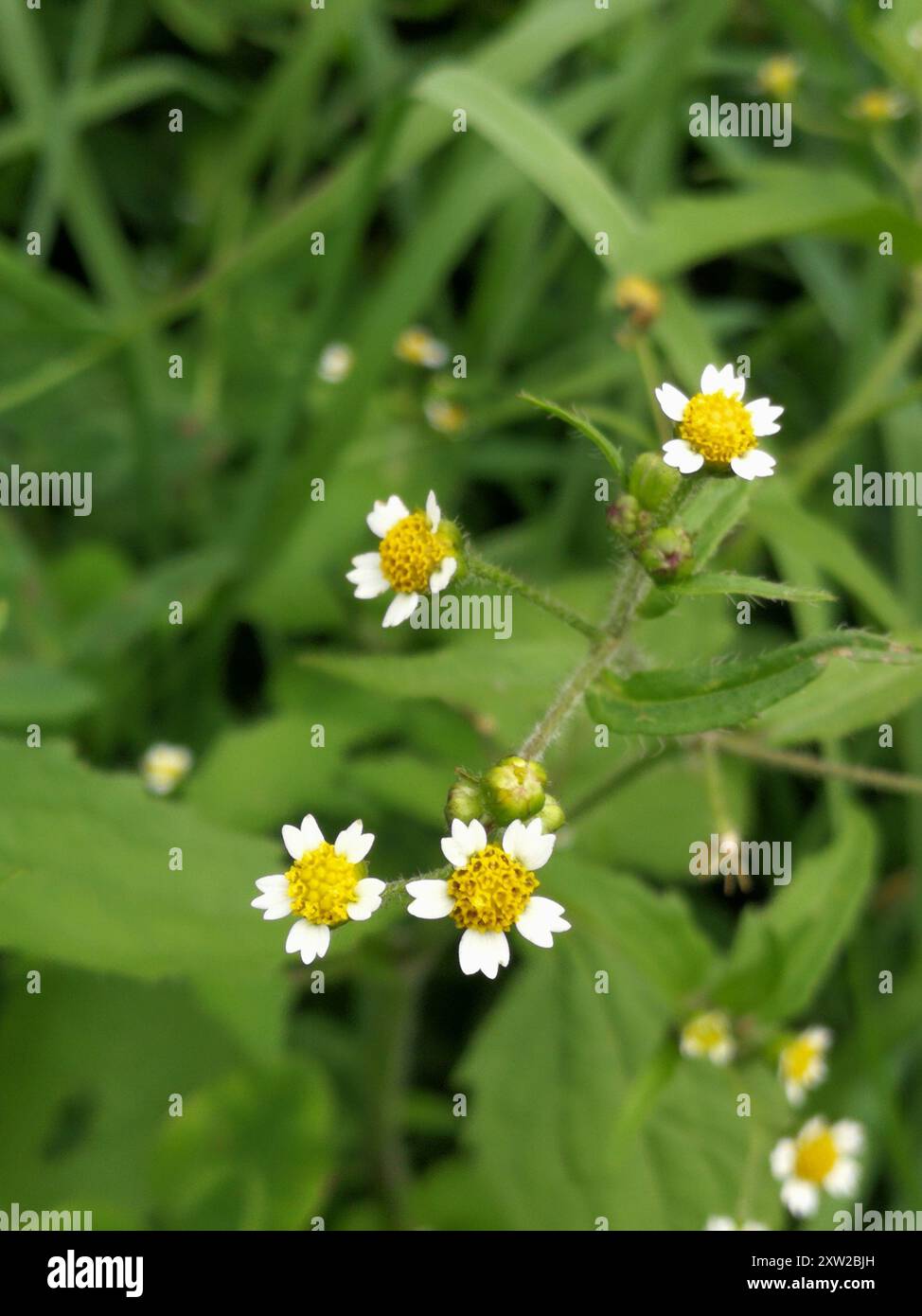 shaggy soldier (Galinsoga quadriradiata) Plantae Stock Photo - Alamy