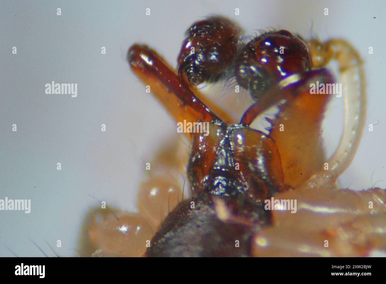 Common sheetweb spider (Linyphia triangularis) Arachnida Stock Photo ...