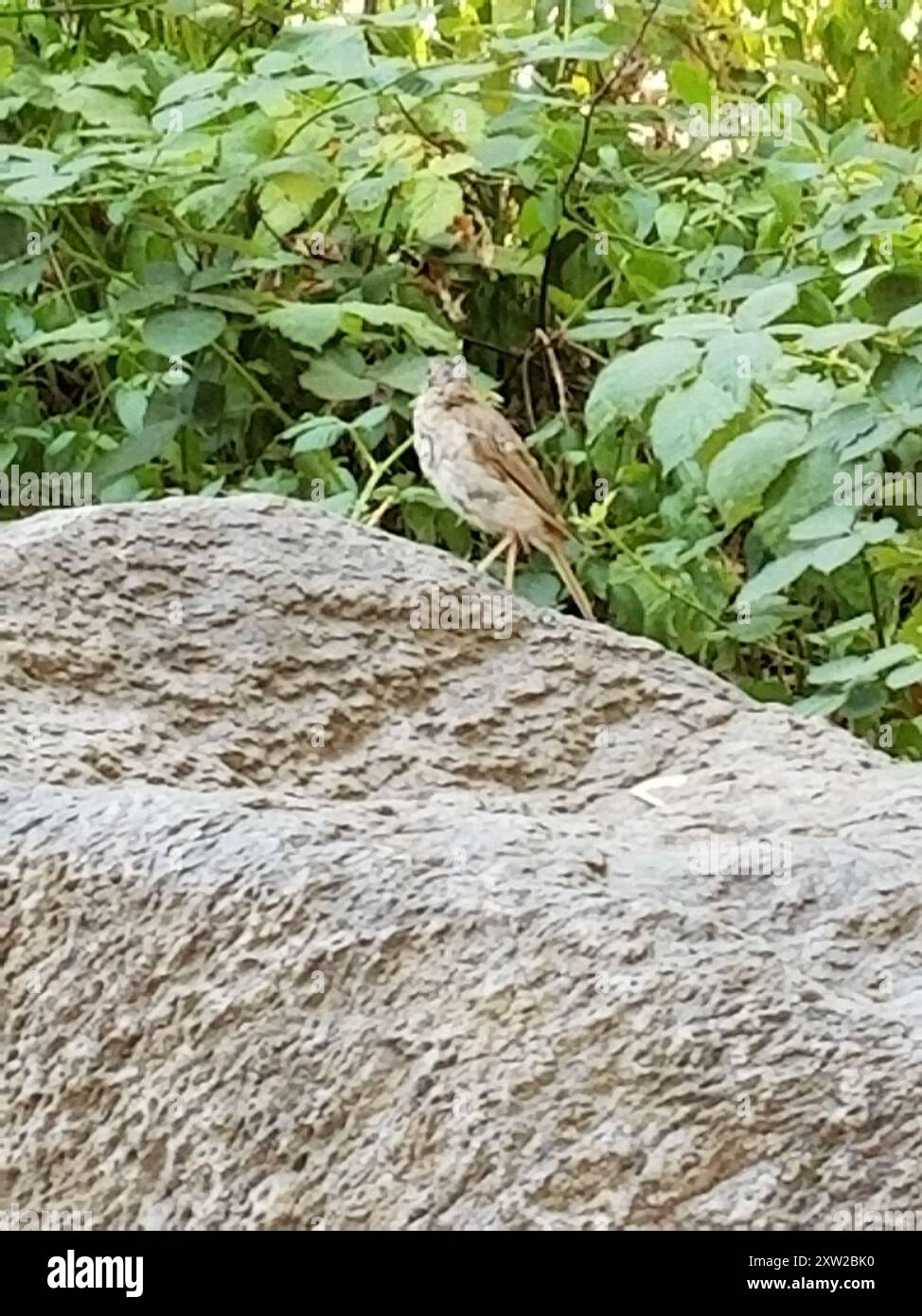 Hermit Thrush (Catharus guttatus) Aves Stock Photo - Alamy