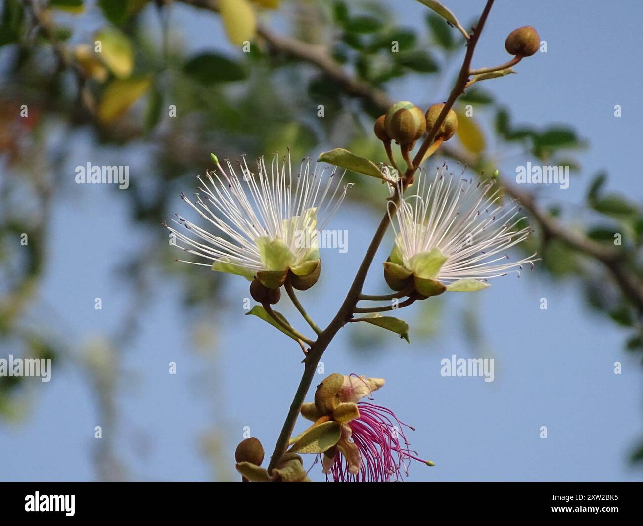 Indian caper (Capparis zeylanica) Plantae Stock Photo - Alamy