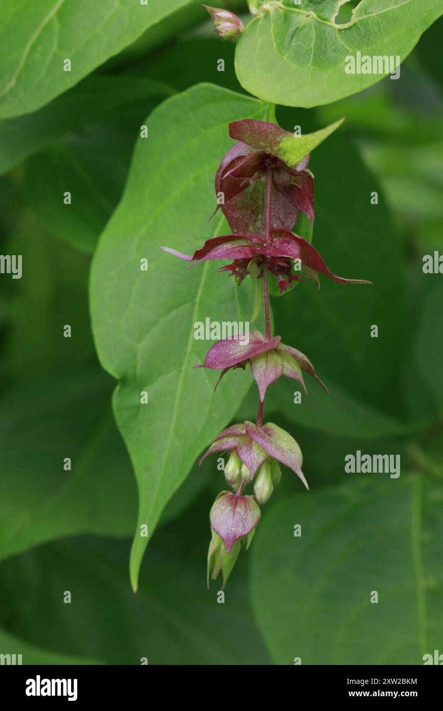 Himalayan honeysuckle (Leycesteria formosa) Plantae Stock Photo - Alamy