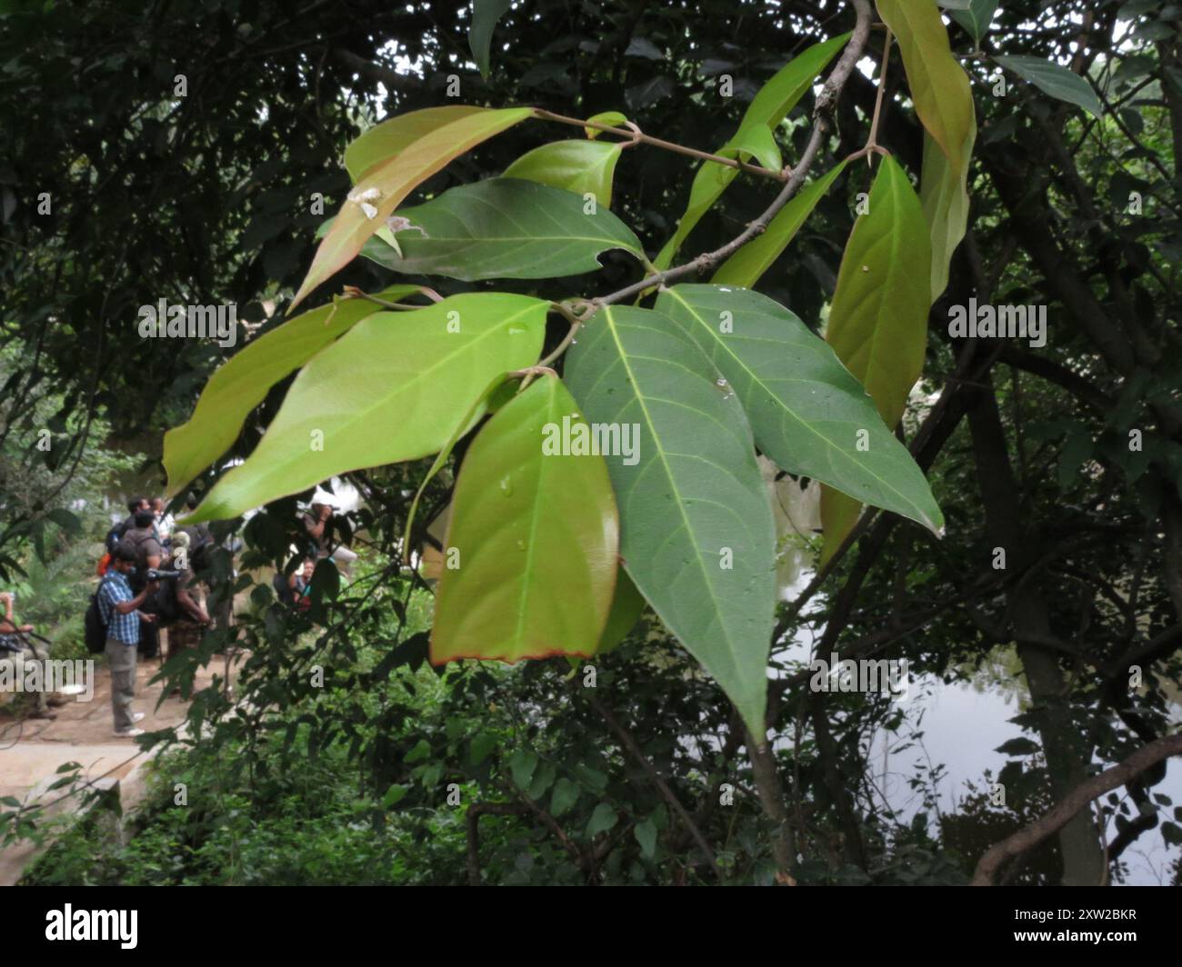 Hiptage (Hiptage benghalensis) Plantae Stock Photo - Alamy