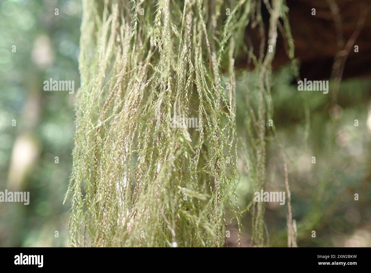Cat's Tail Moss (Pseudisothecium stoloniferum) Plantae Stock Photo - Alamy
