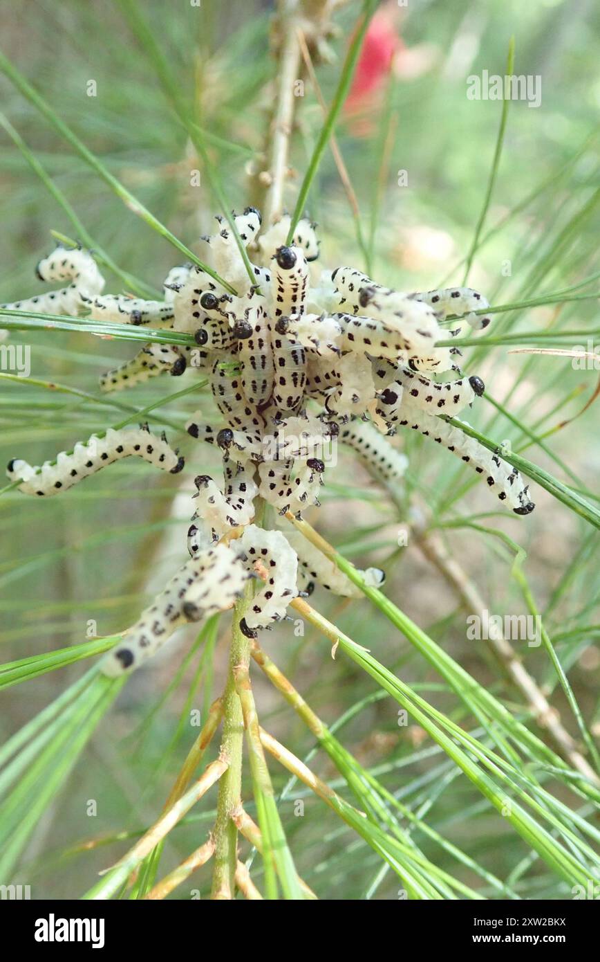 White Pine Sawfly (Neodiprion pinetum) Insecta Stock Photo - Alamy