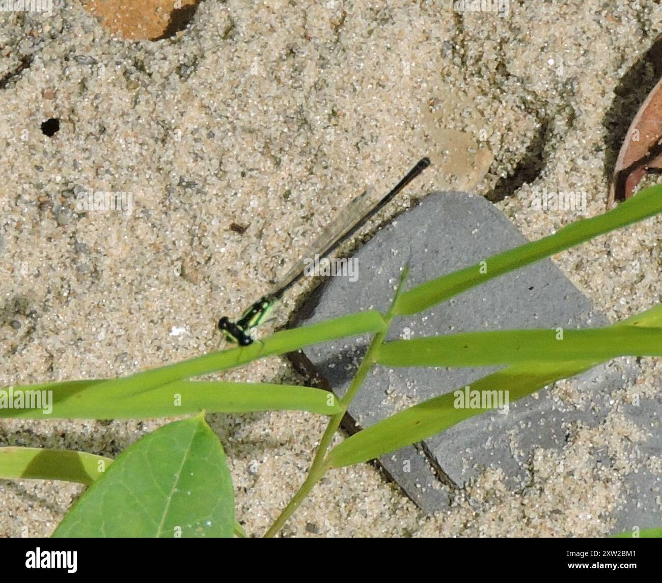 Fragile Forktail (Ischnura posita) Insecta Stock Photo - Alamy