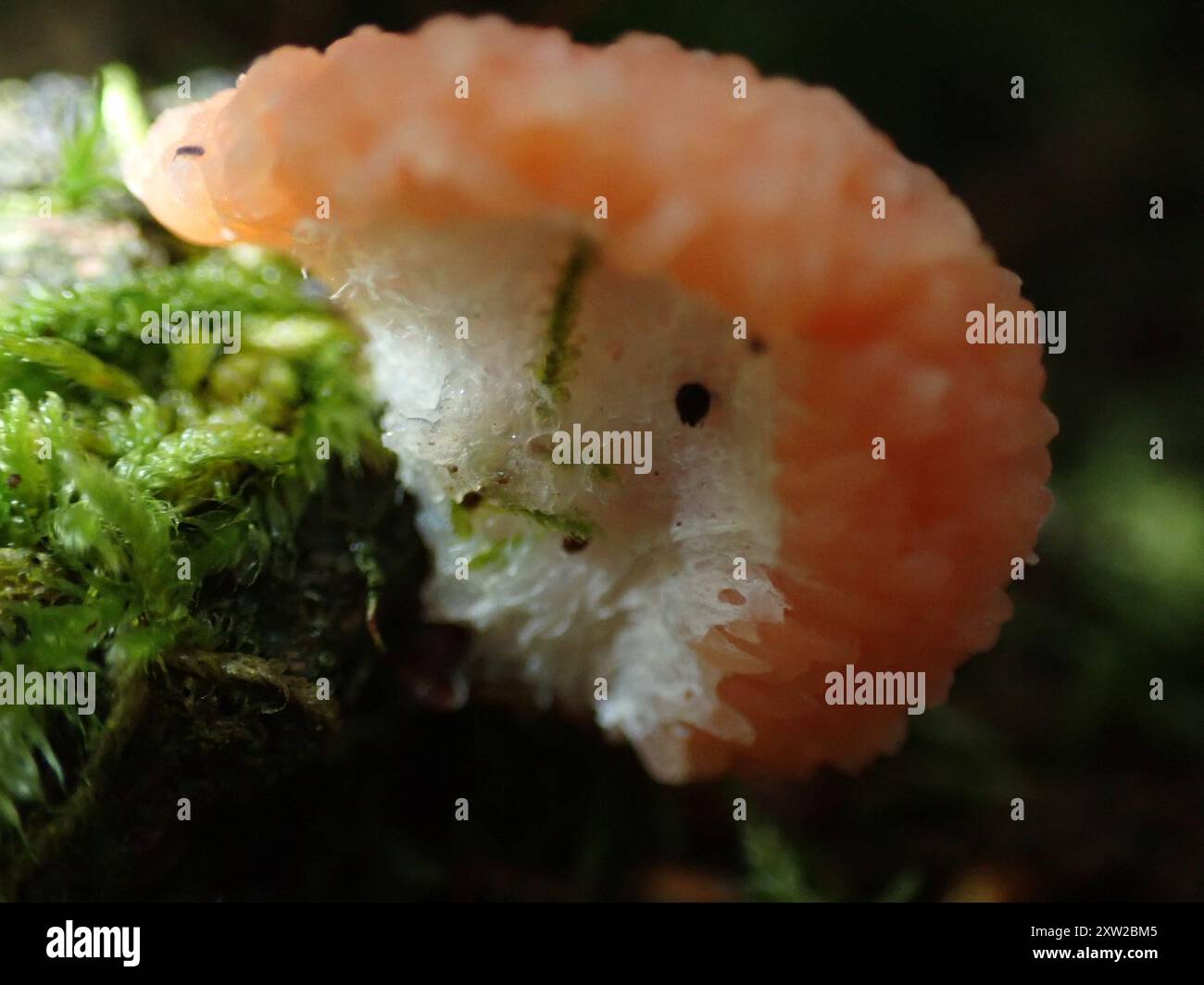 Red Raspberry Slime Mold (Tubifera ferruginosa) Protozoa Stock Photo ...
