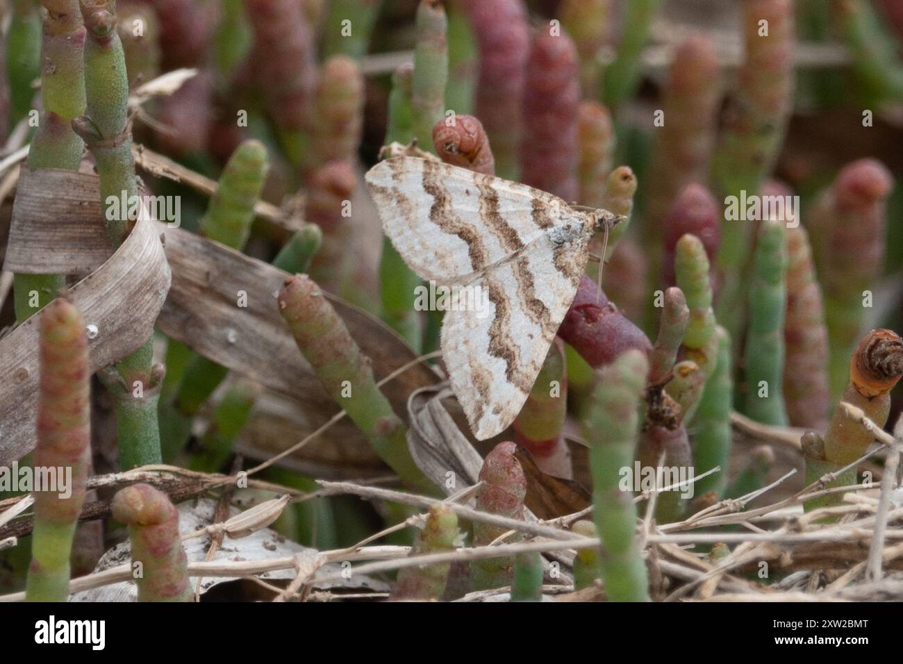 Geometer Moths (Geometridae) Insecta Stock Photo - Alamy