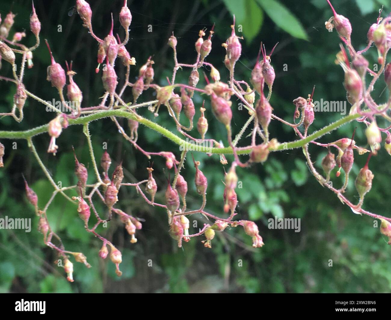 American alumroot (Heuchera americana) Plantae Stock Photo - Alamy