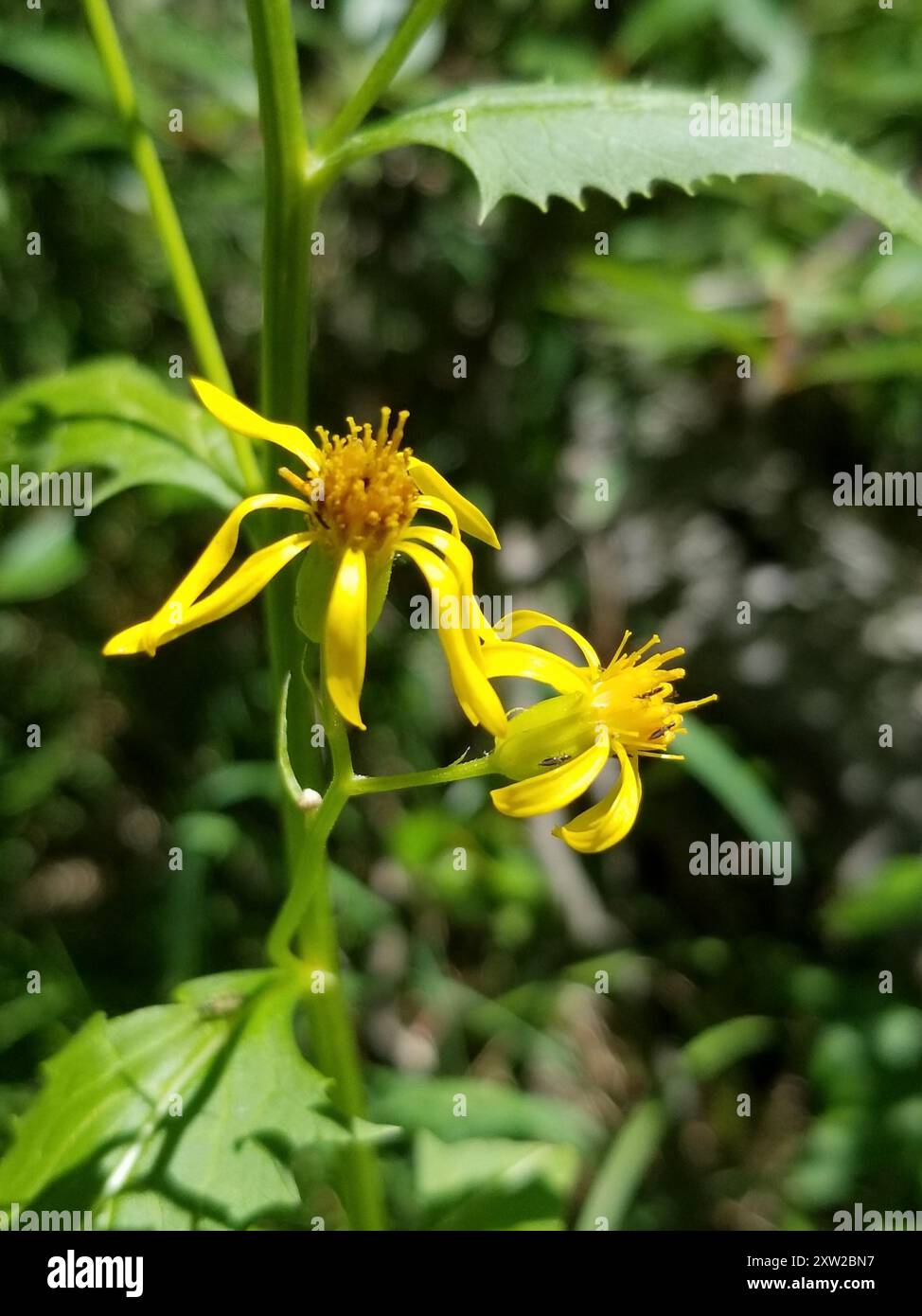 Arrowleaf Senecio (Senecio triangularis) Plantae Stock Photo - Alamy
