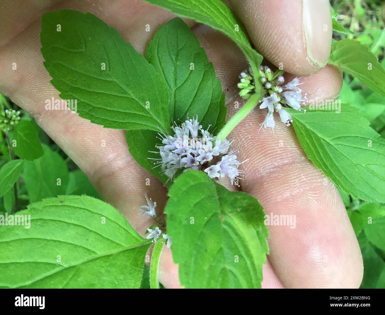 corn mint (Mentha arvensis) Plantae Stock Photo - Alamy