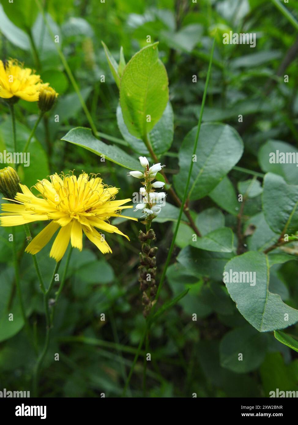 alpine bistort (Bistorta vivipara) Plantae Stock Photo - Alamy