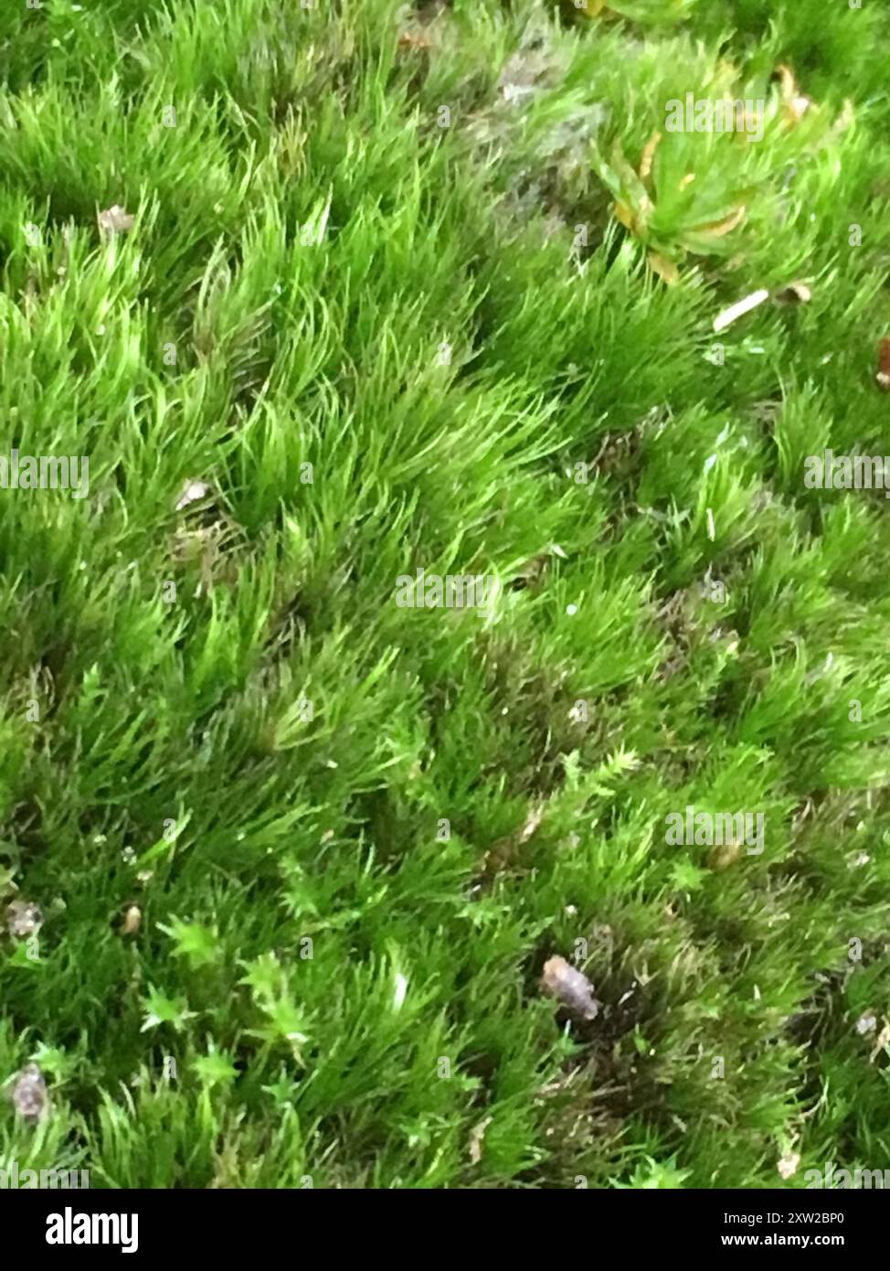 Pincushion Moss (Leucobryum glaucum) Plantae Stock Photo - Alamy