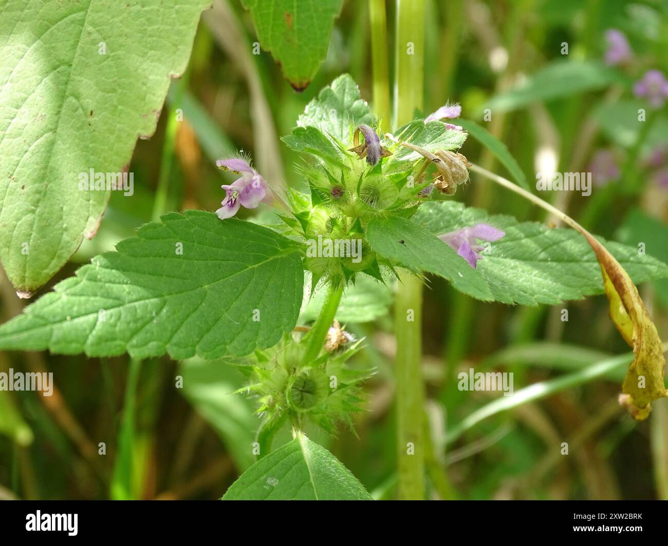 Common hemp-nettle (Galeopsis tetrahit) Plantae Stock Photo - Alamy