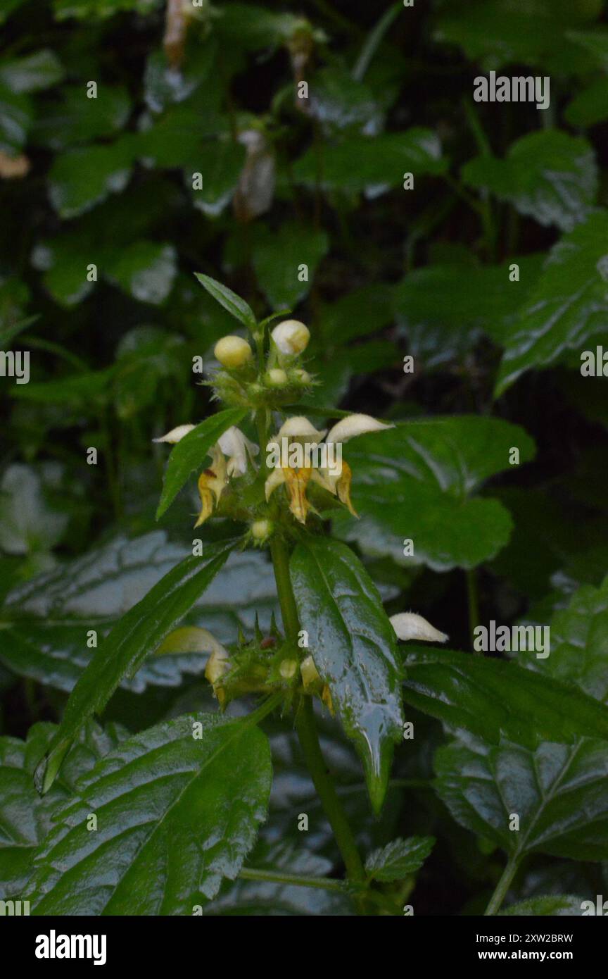 yellow archangel (Lamium galeobdolon) Plantae Stock Photo - Alamy