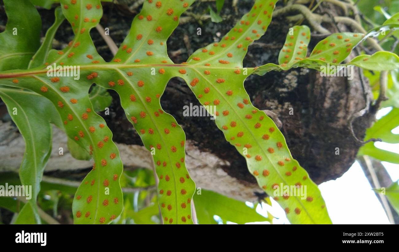 monarch fern (Microsorum scolopendria) Plantae Stock Photo - Alamy