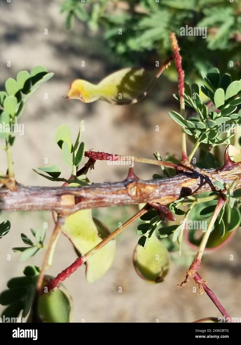Catclaw Acacia (Senegalia greggii) Plantae Stock Photo - Alamy
