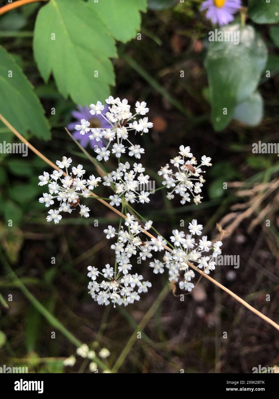 yampahs (Perideridia) Plantae Stock Photo - Alamy