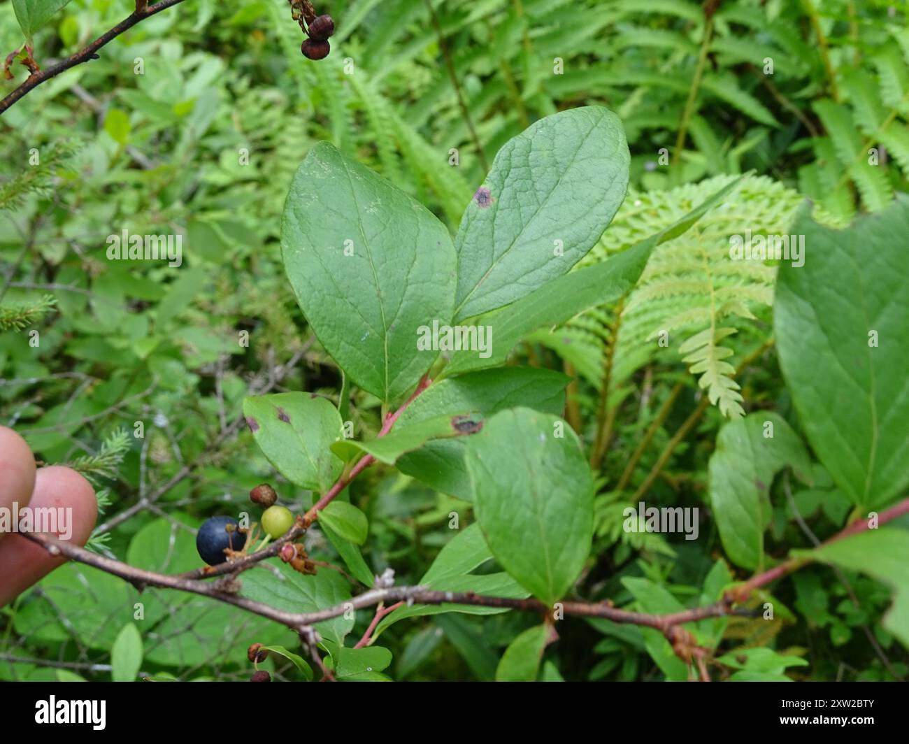 black huckleberry (Gaylussacia baccata) Plantae Stock Photo - Alamy
