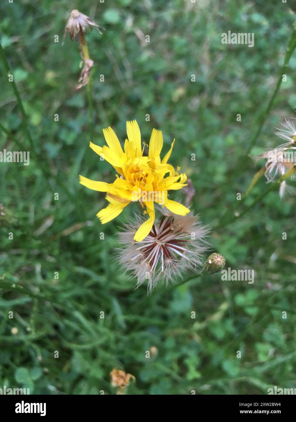 Autumn Hawkbit (Scorzoneroides autumnalis) Plantae Stock Photo - Alamy