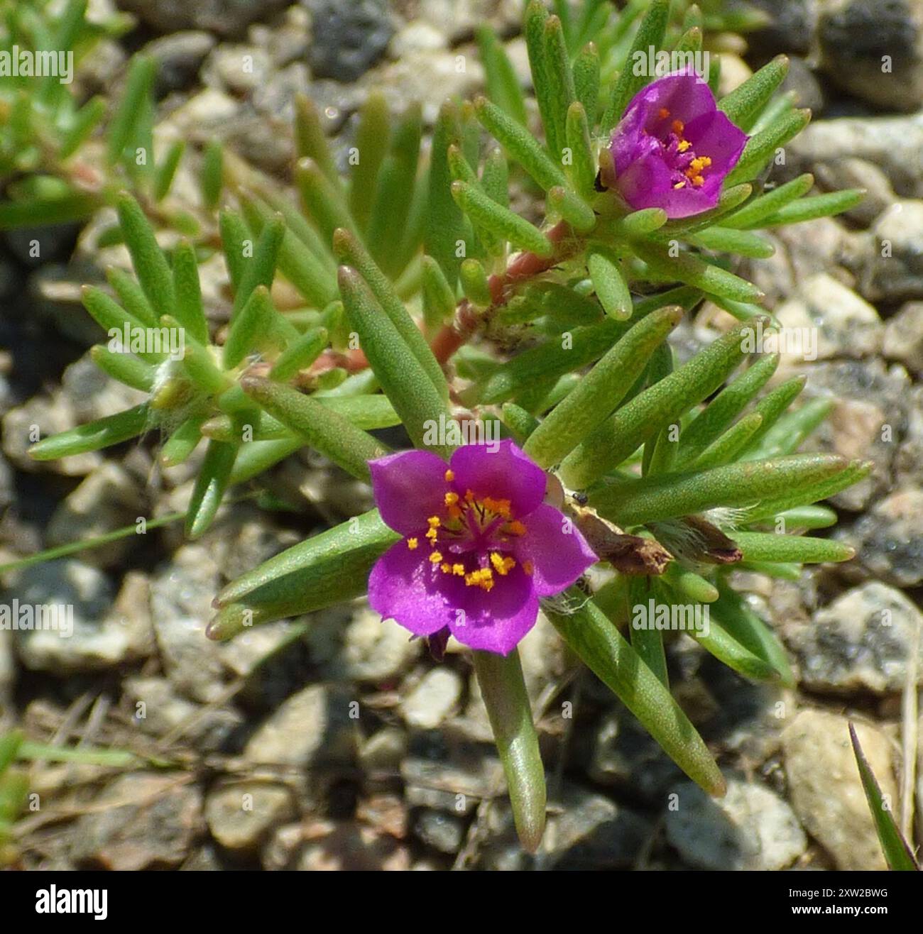 flowering plants (Angiospermae) Plantae Stock Photo - Alamy