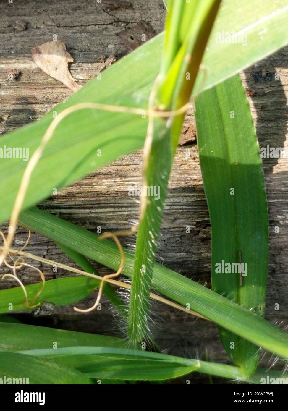 Hairy Crabgrass (Digitaria sanguinalis) Plantae Stock Photo - Alamy