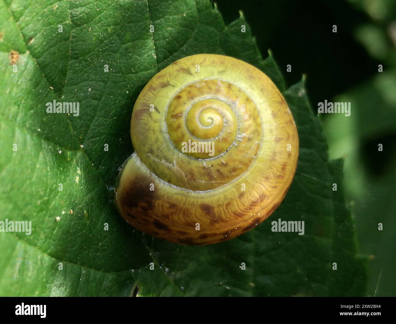 Bush snail (Fruticicola fruticum) Mollusca Stock Photo - Alamy