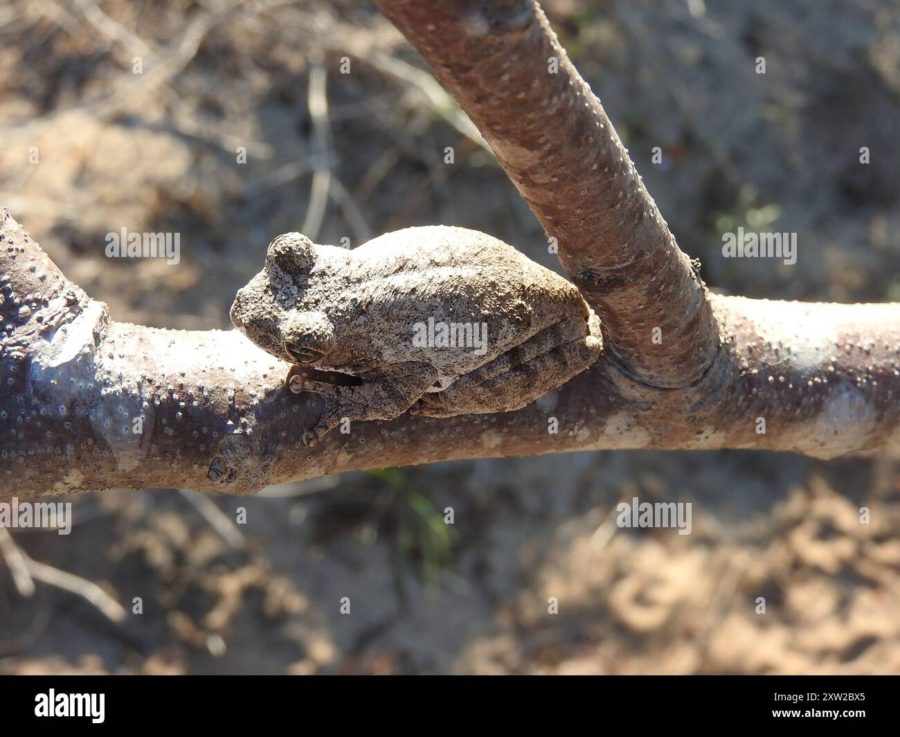 Grey Foam-nest Tree Frog (Chiromantis xerampelina) Amphibia Stock Photo - Alamy