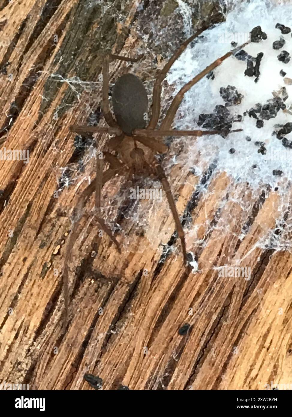 Brown Recluse (Loxosceles reclusa) Arachnida Stock Photo - Alamy