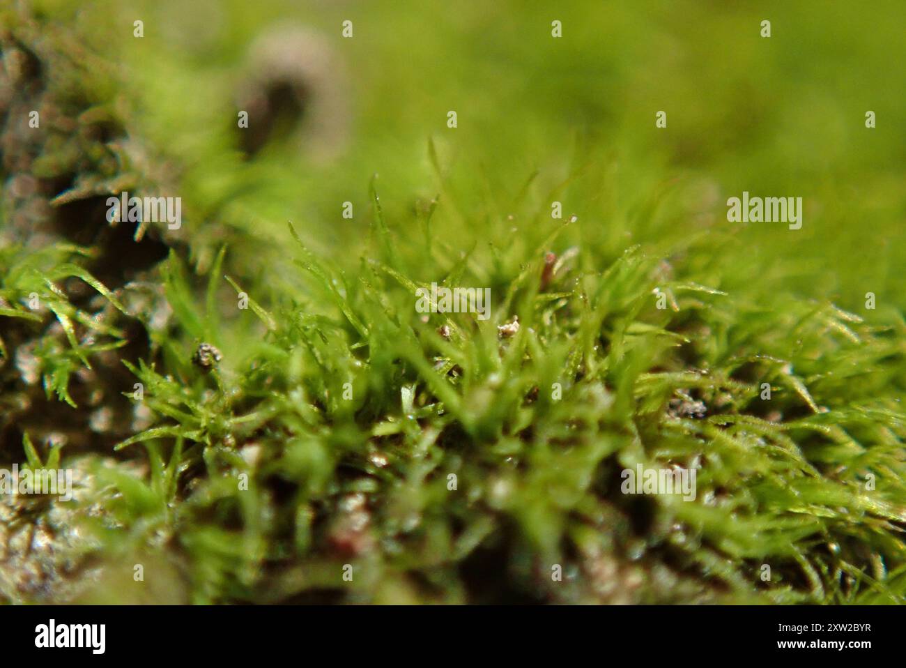 Silky Forklet-moss (Dicranella heteromalla) Plantae Stock Photo - Alamy