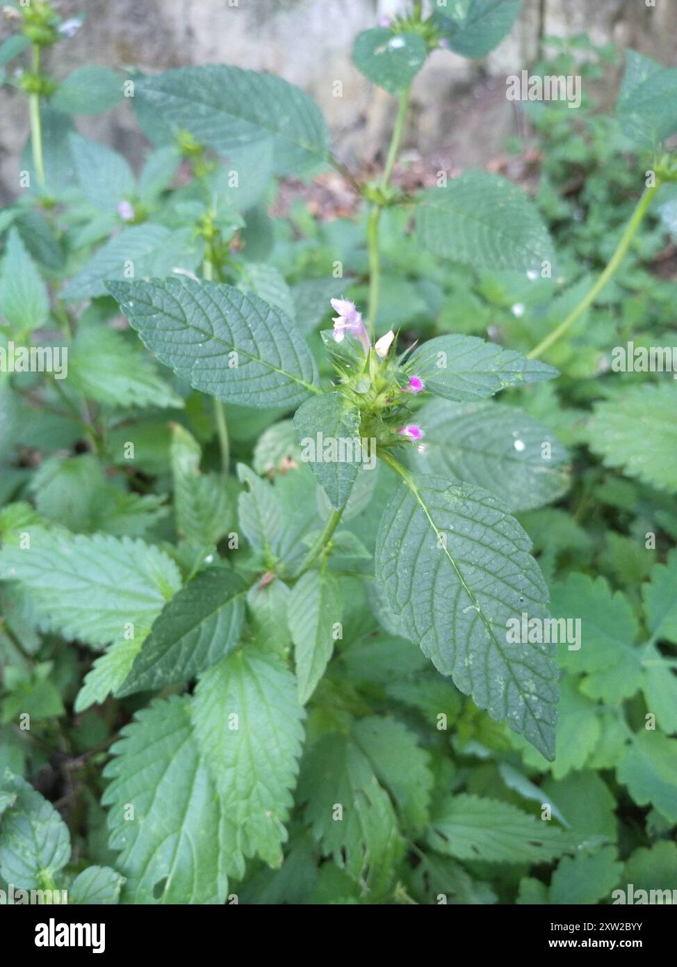 Common hemp-nettle (Galeopsis tetrahit) Plantae Stock Photo - Alamy