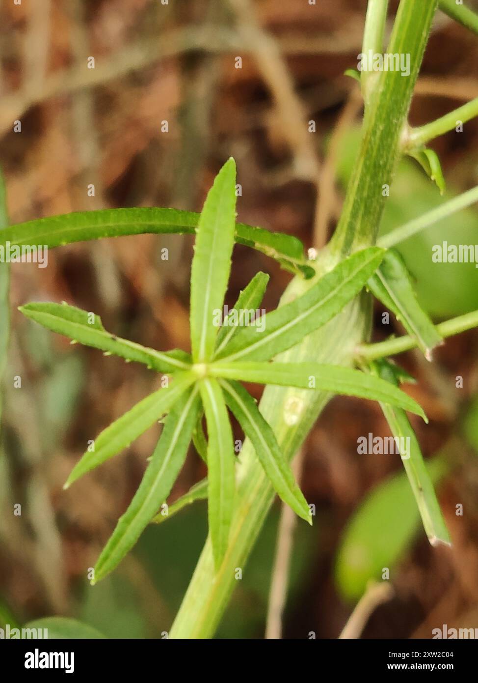 Narrow Leaf Ironweed (Vernonia angustifolia) Plantae Stock Photo - Alamy