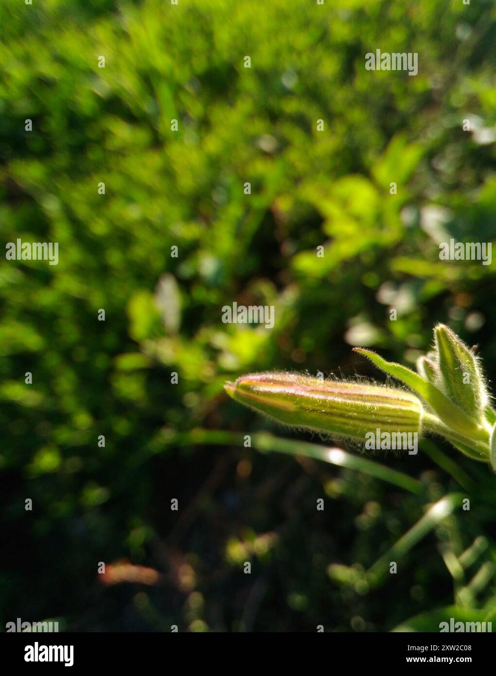 evening lychnis (Silene latifolia alba) Plantae Stock Photo - Alamy