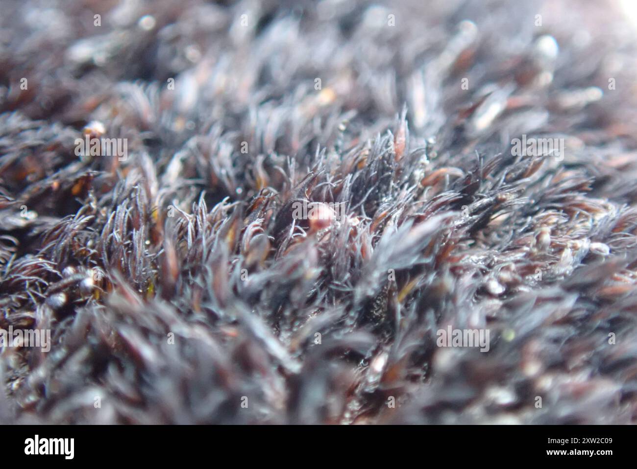Black Rock Moss (Andreaea rupestris) Plantae Stock Photo - Alamy
