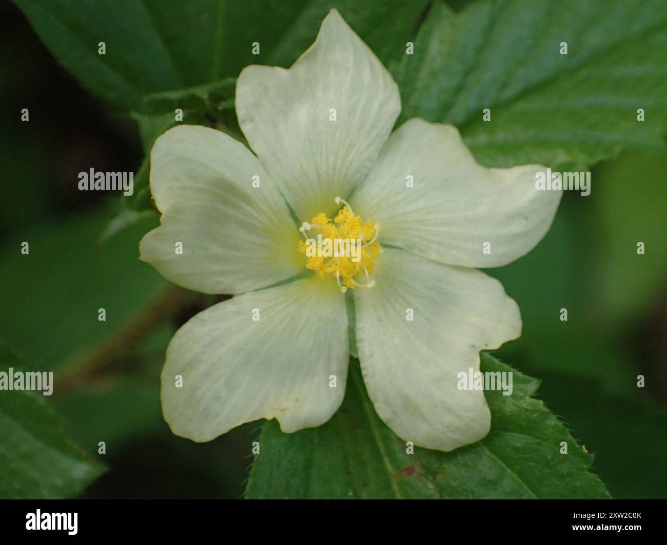 three-lobe false mallow (Malvastrum coromandelianum) Plantae Stock ...