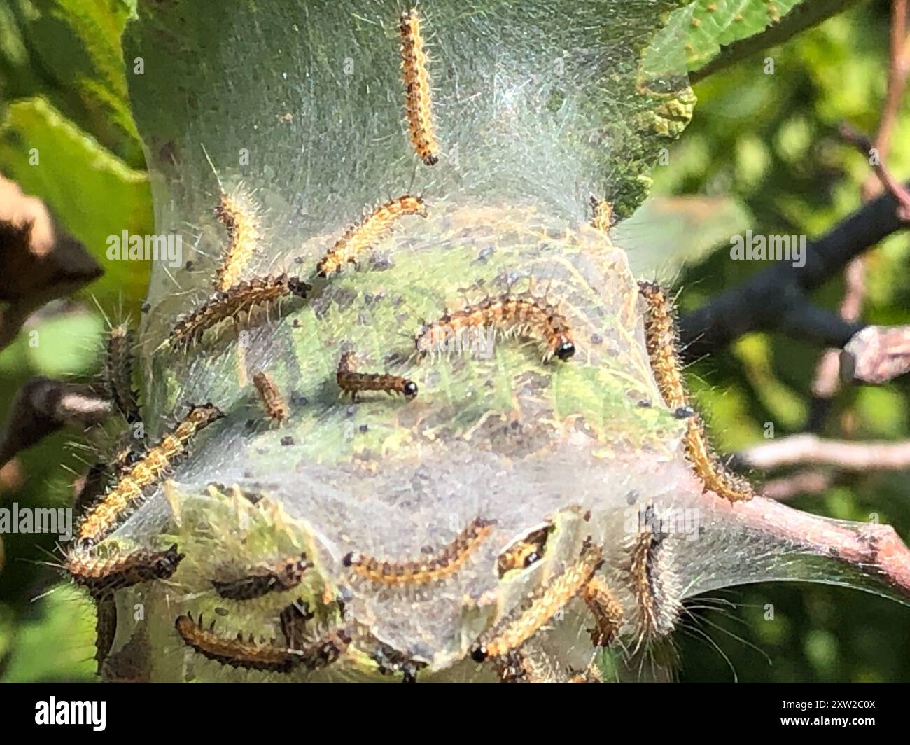 Fall Webworm Moth (Hyphantria cunea) Insecta Stock Photo - Alamy