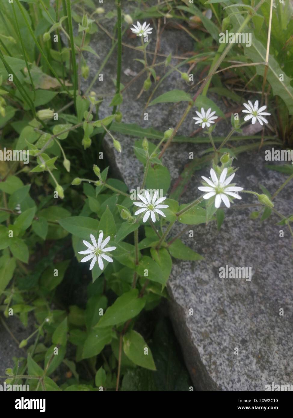 Water Chickweed (Stellaria aquatica) Plantae Stock Photo - Alamy