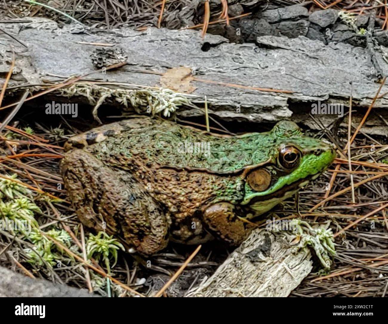 Green Frog (Lithobates clamitans) Amphibia Stock Photo - Alamy