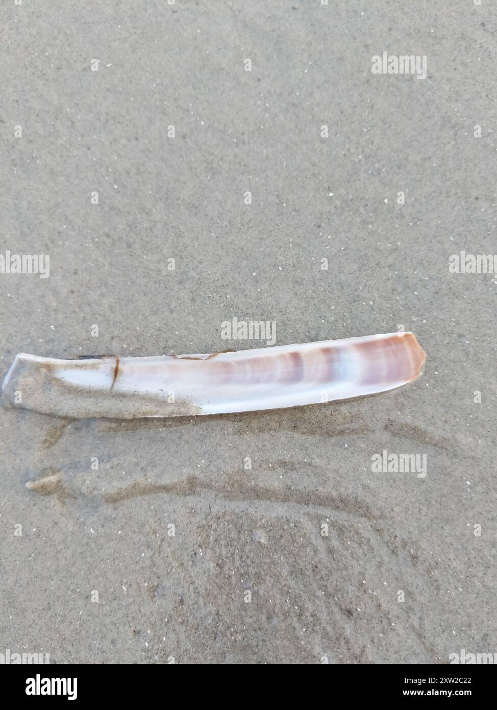 Atlantic Jackknife (Ensis leei) Mollusca Stock Photo - Alamy