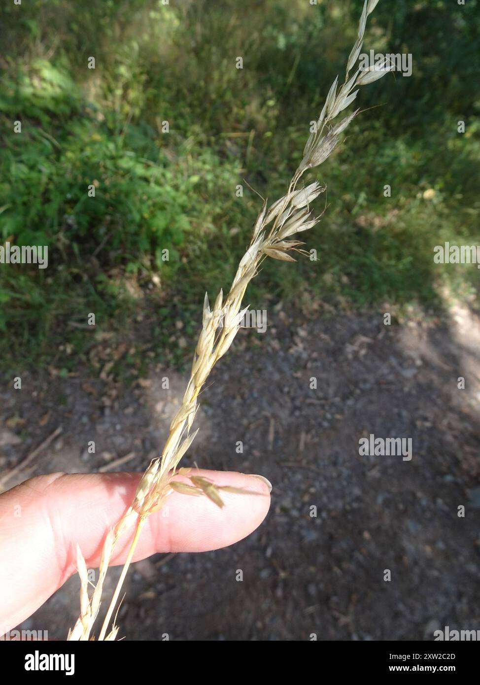 tall oat grass (Arrhenatherum elatius) Plantae Stock Photo - Alamy