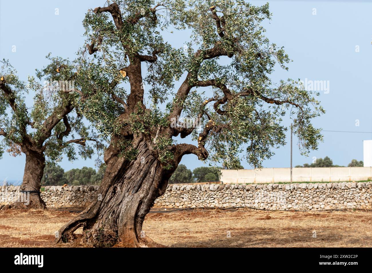 Old oliva olive trees hi-res stock photography and images - Alamy