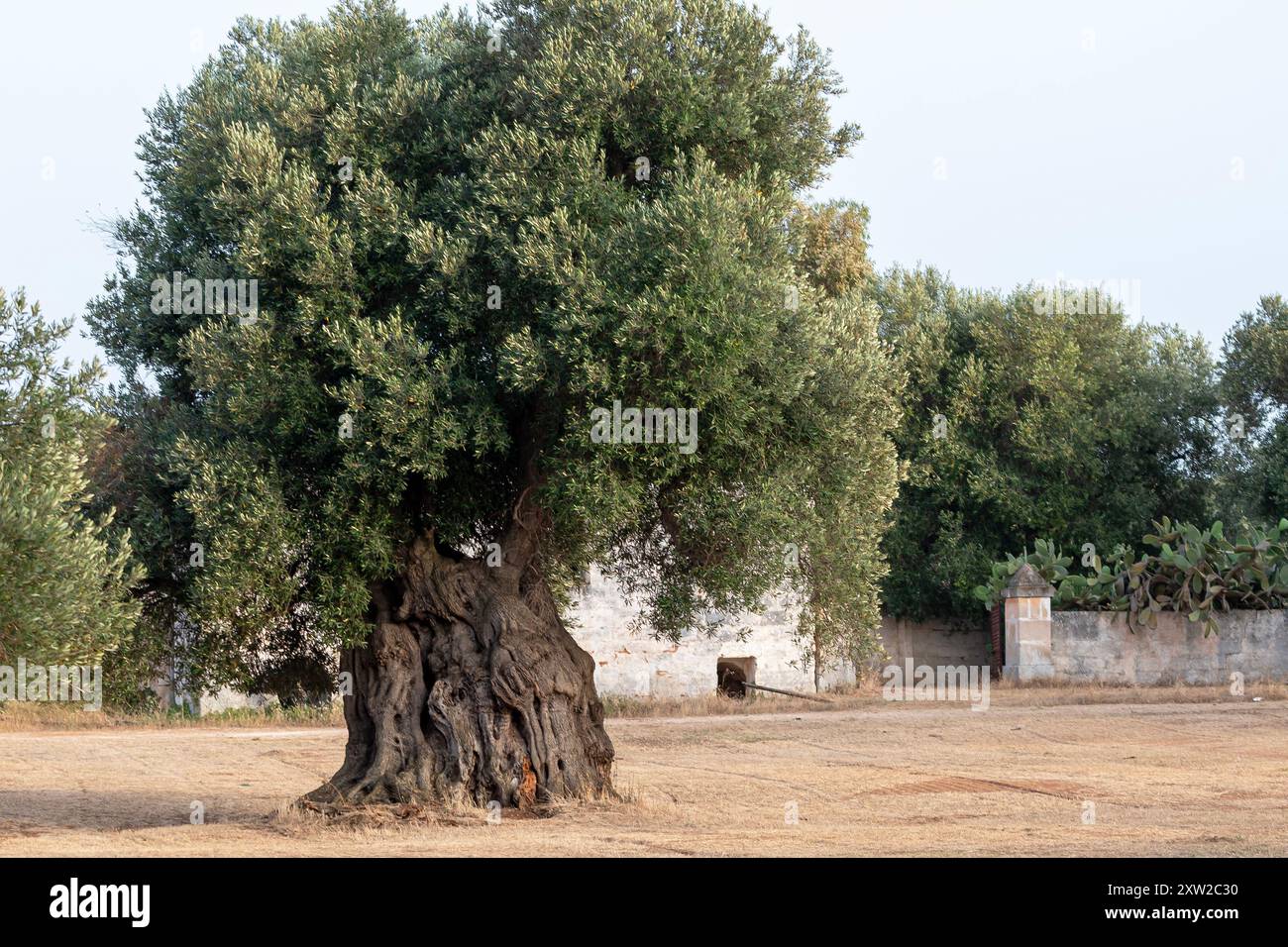 Centuries-old olive trees of the Ostuni plain, Italy Stock Photo - Alamy