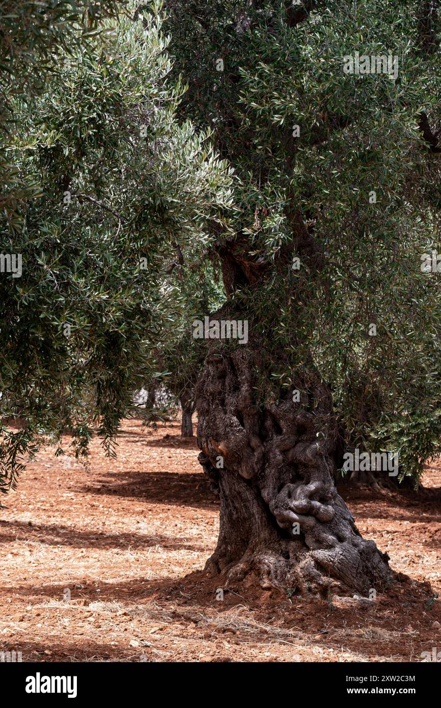 Centuries old olive hi-res stock photography and images - Alamy