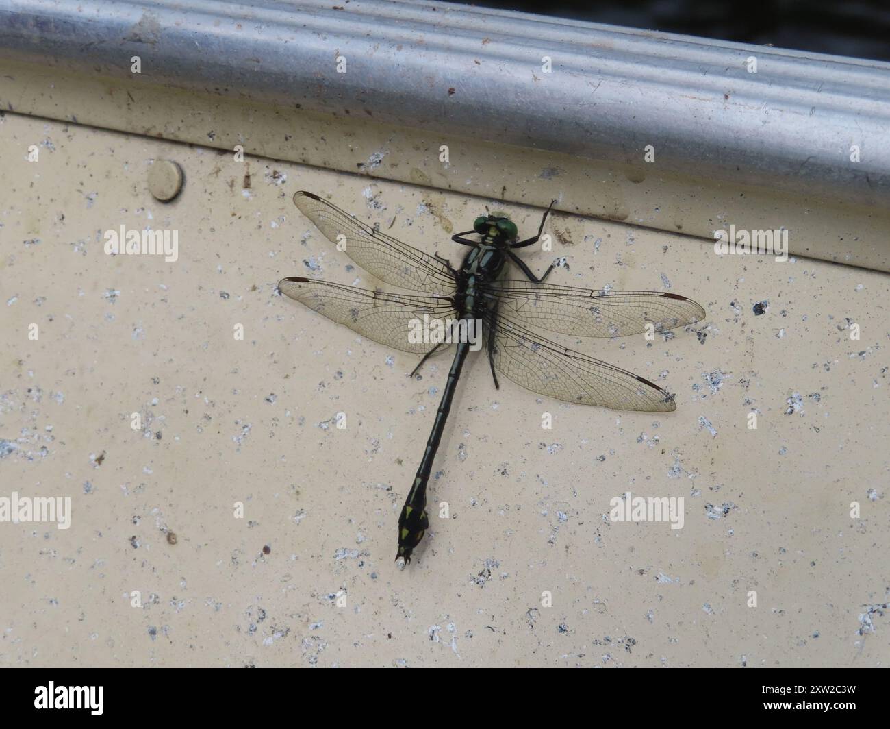 Black-shouldered Spinyleg (Dromogomphus spinosus) Insecta Stock Photo ...