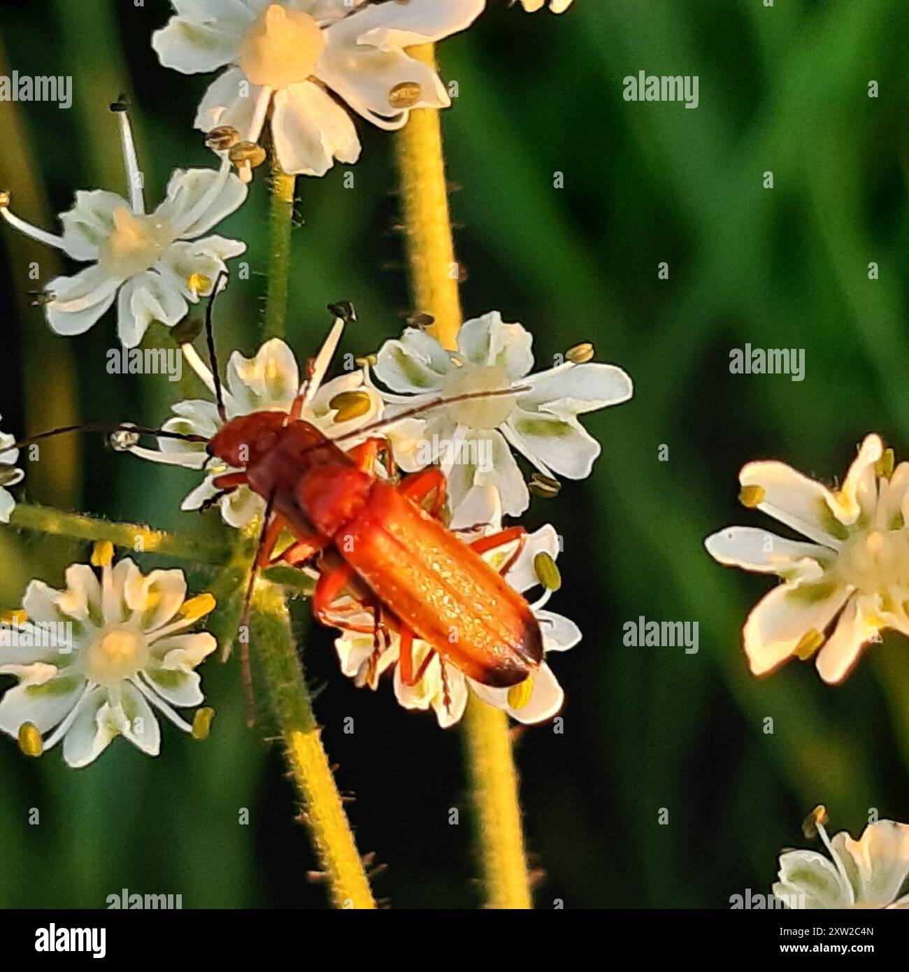 Common Red Soldier Beetle (Rhagonycha fulva) Insecta Stock Photo - Alamy