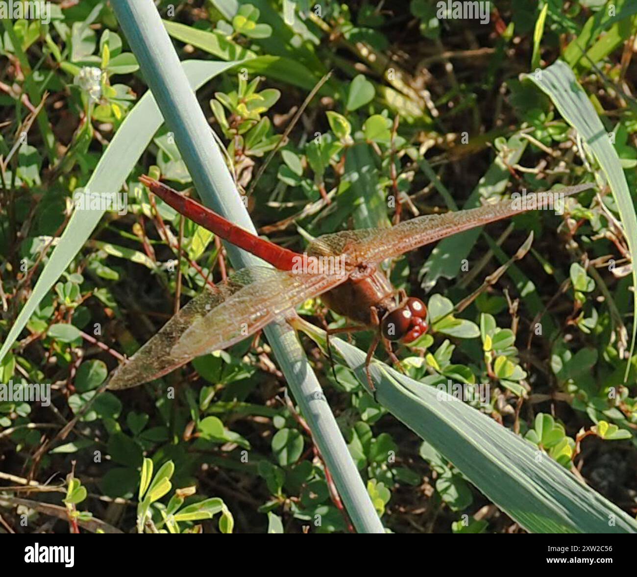 Needham's Skimmer (Libellula needhami) Insecta Stock Photo - Alamy