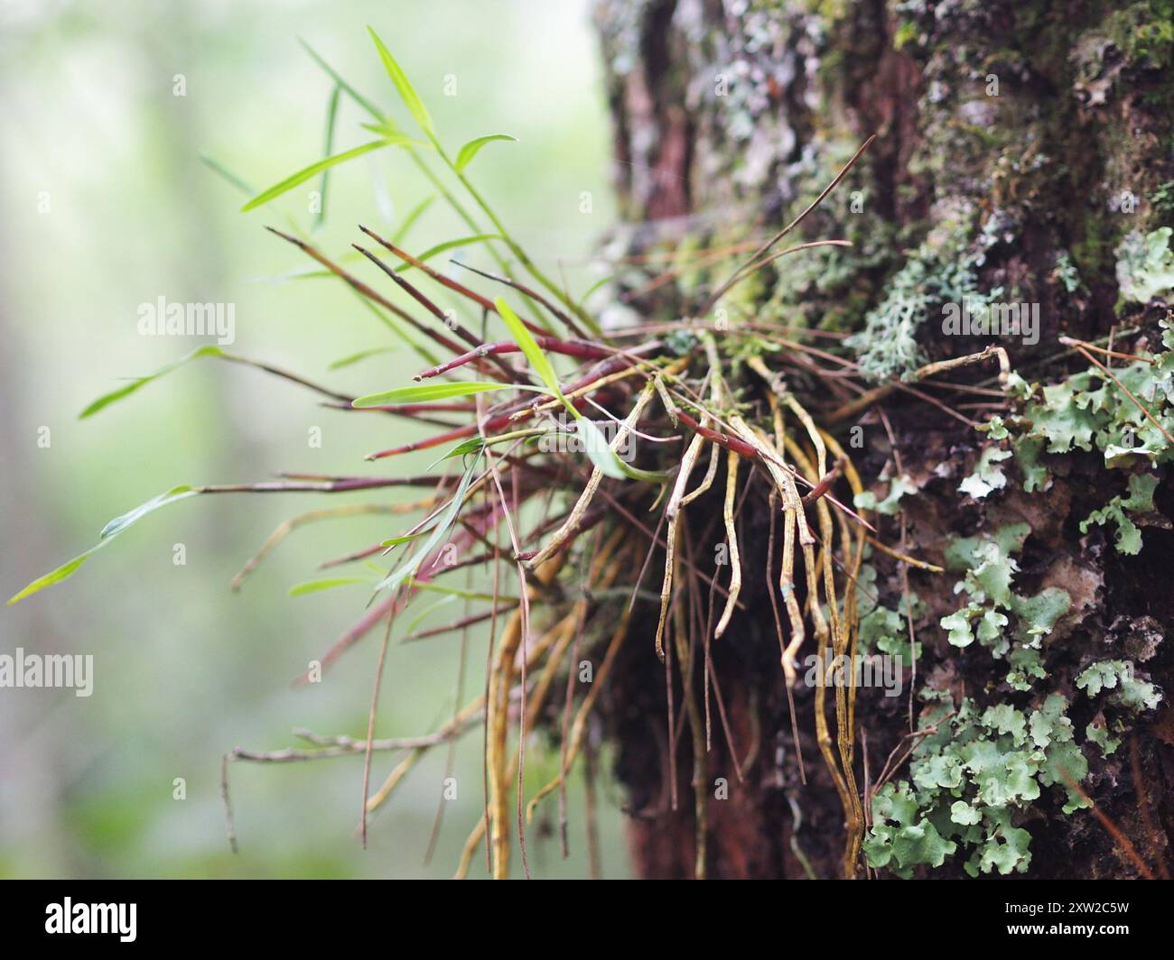Japanese Stone Orchid (Dendrobium moniliforme) Plantae Stock Photo - Alamy